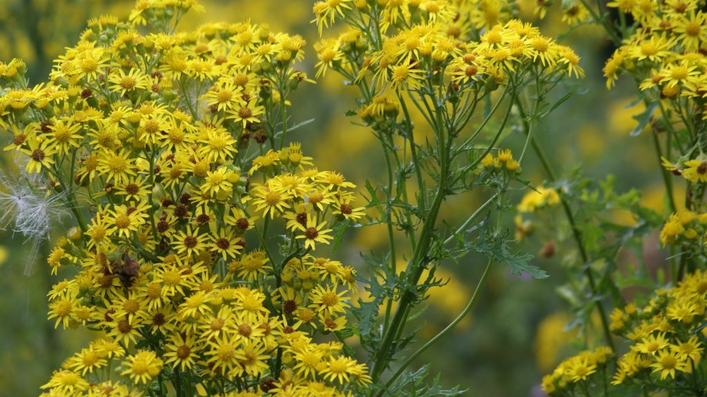 Synero (3 litre pack size) | Nomix Enviro