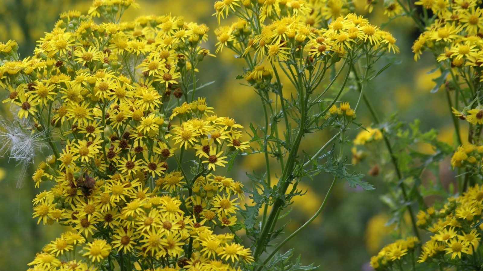 Synero (3 litre pack size) | Nomix Enviro